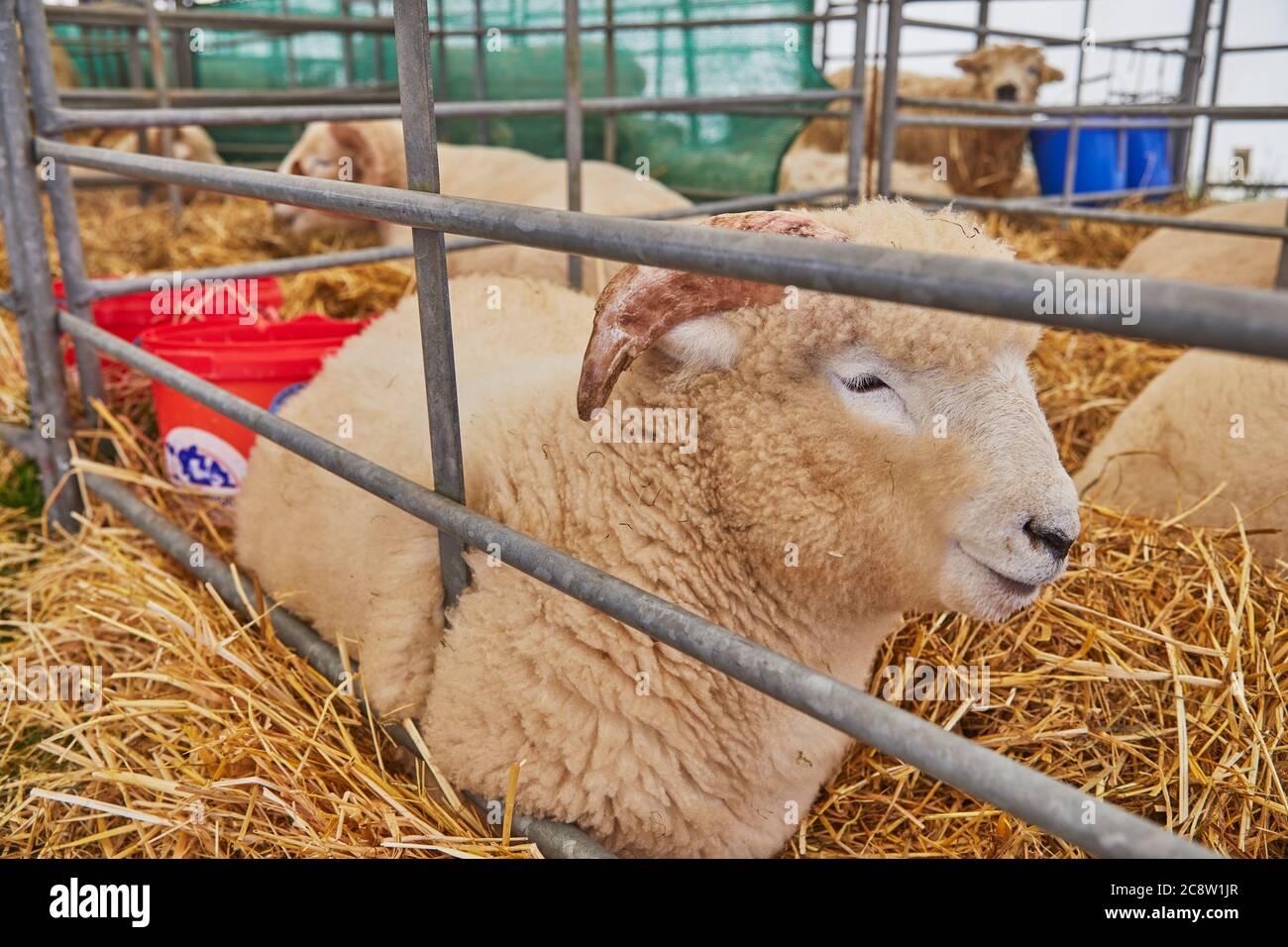 Country show exhibit hi-res stock photography and images - Alamy