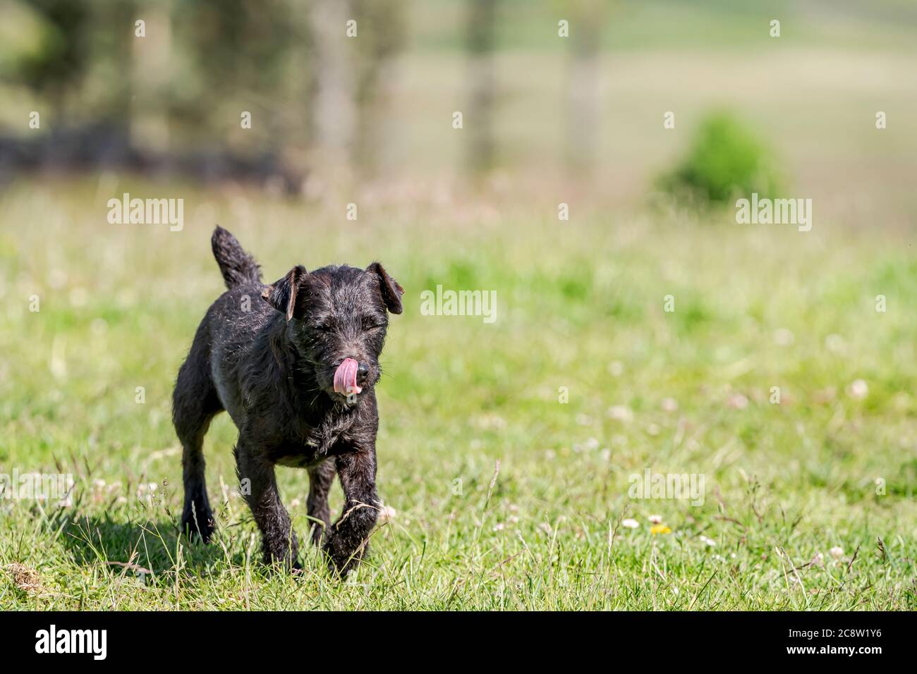 Working Terrier High Resolution Stock Photography and Images - Alamy