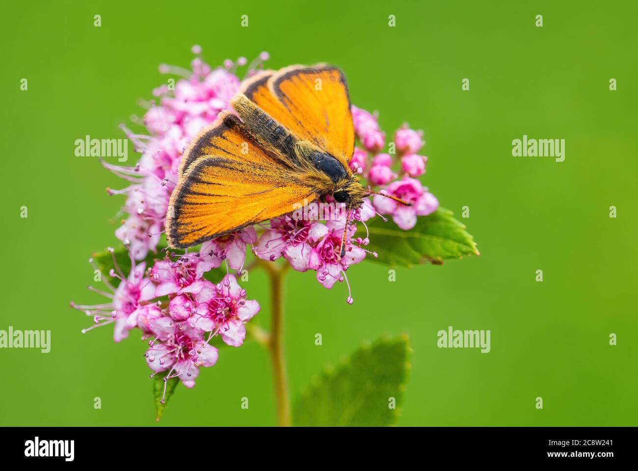 Essex Skipper - Thymelicus lineola, beautiful small orange butterfly ...