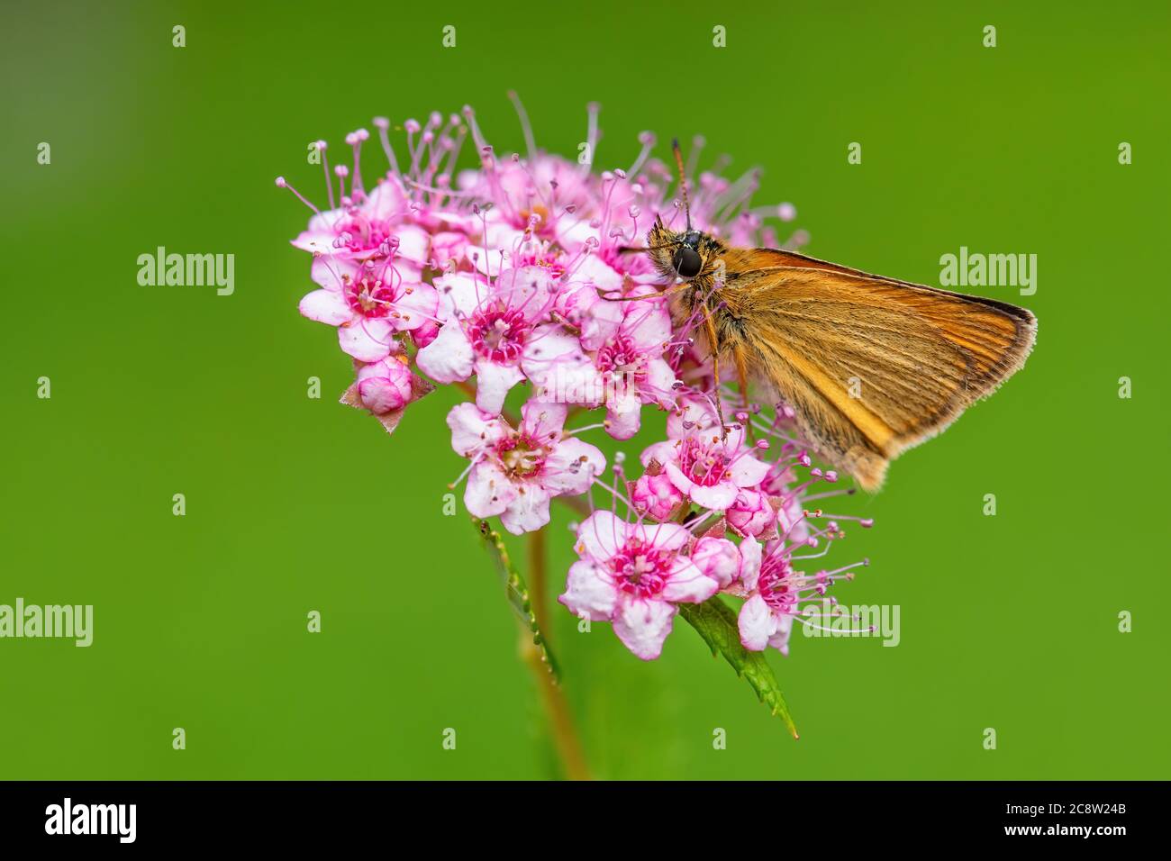 Small orange butterfly hi-res stock photography and images - Alamy
