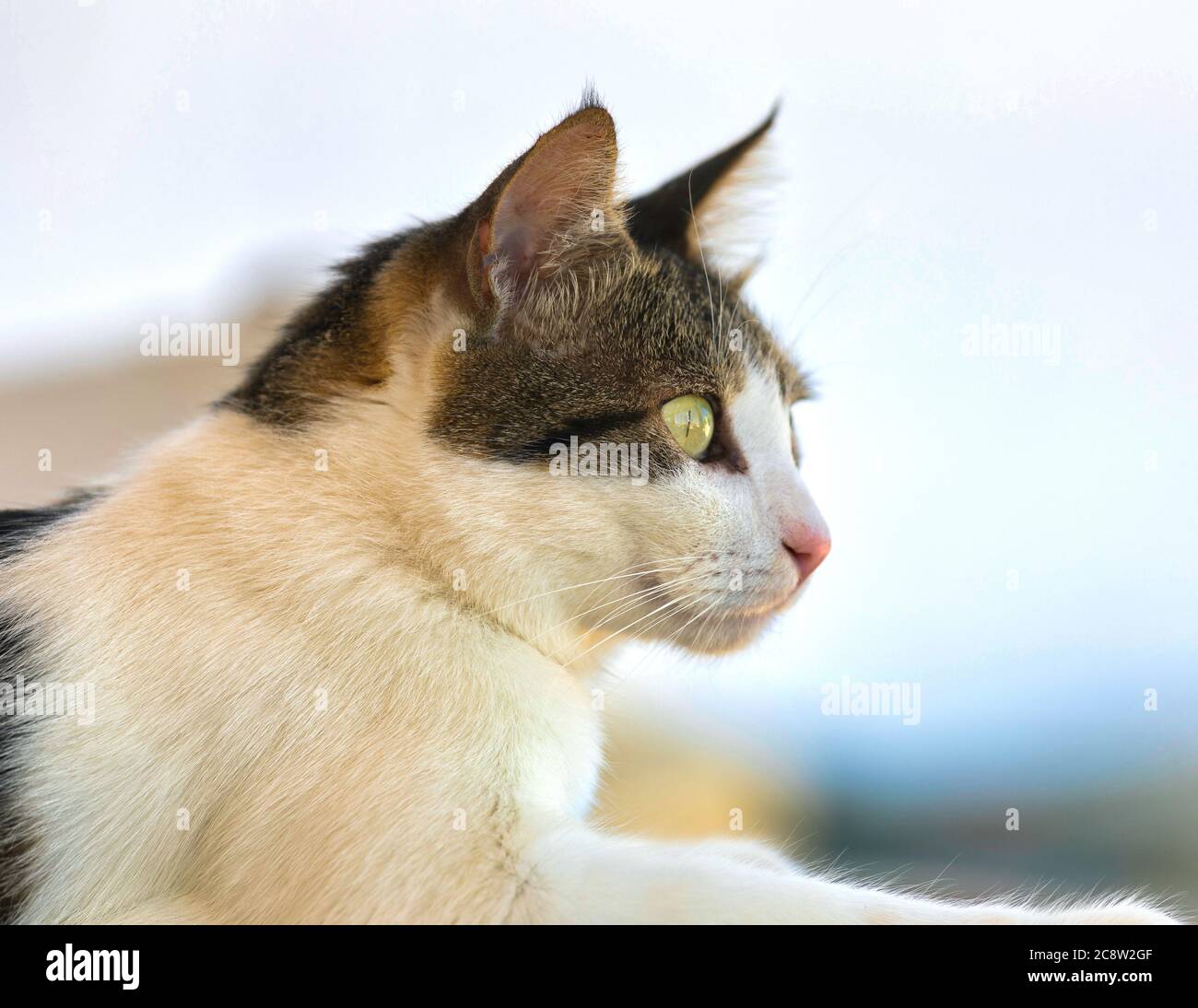 Cat Looking Sideways