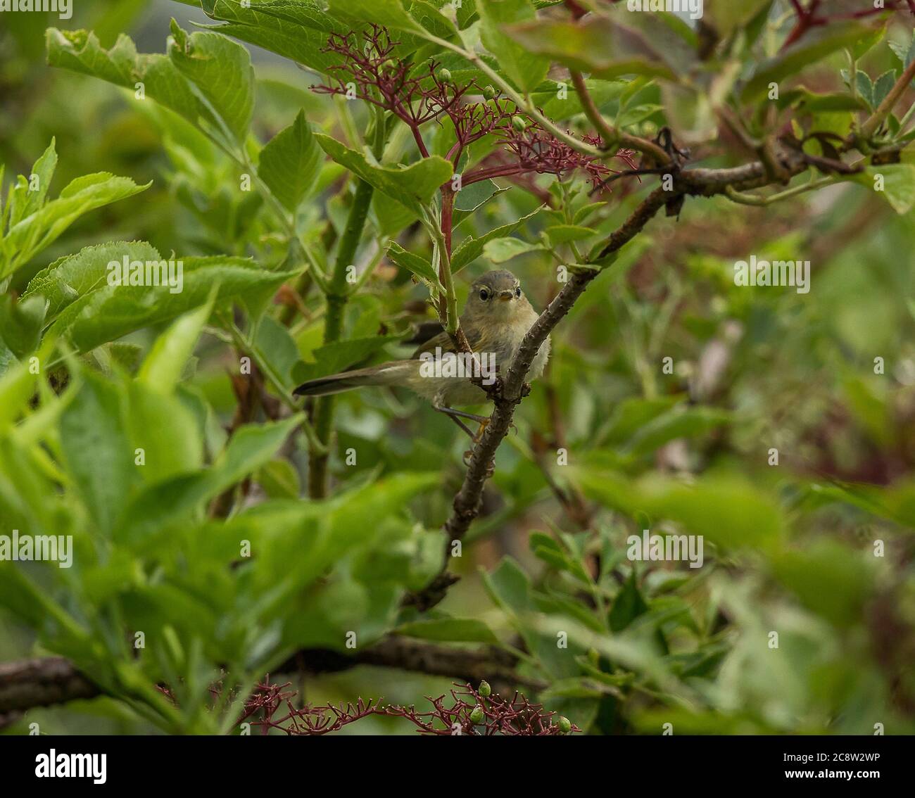 Chiff chaff bird uk hi-res stock photography and images - Alamy