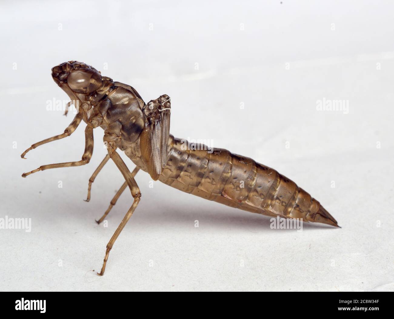 Dragonfly exoskeleton hi-res stock photography and images - Alamy