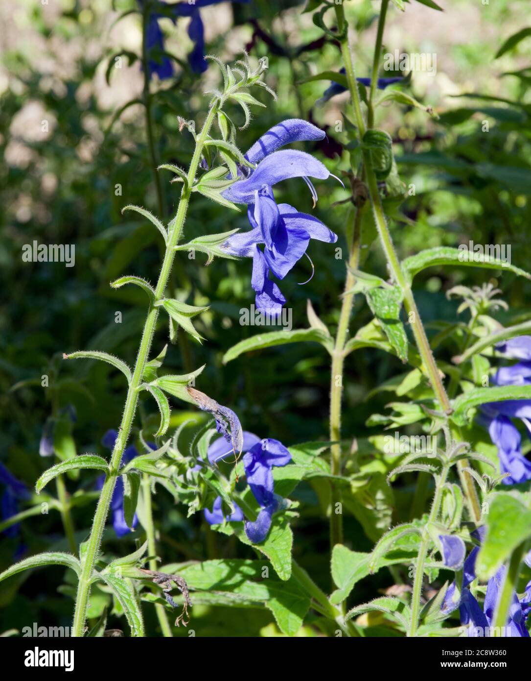 Salvia Patens High Resolution Stock Photography and Images - Alamy