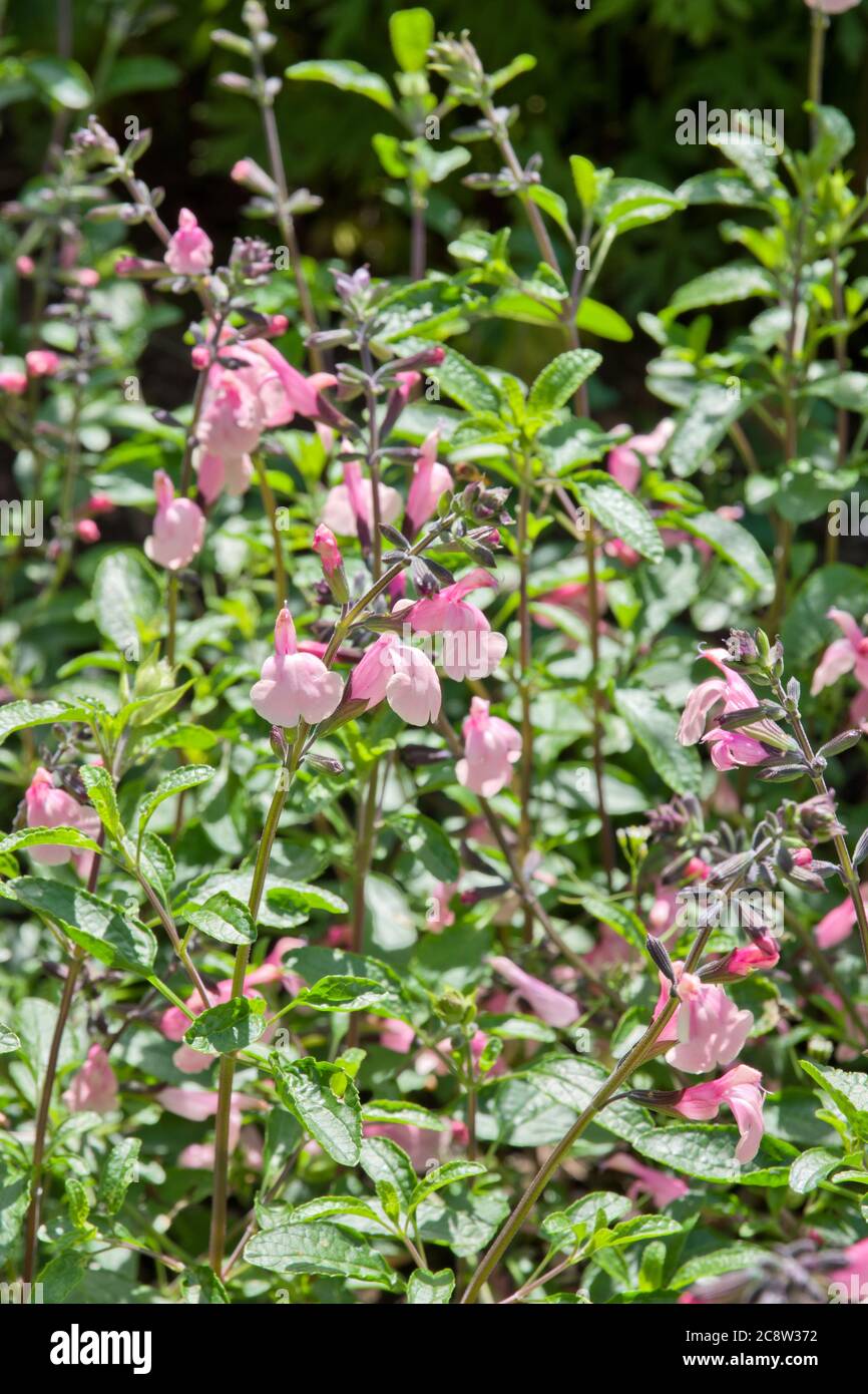 Salvia greggii 'Stormy Pink' Stock Photo - Alamy