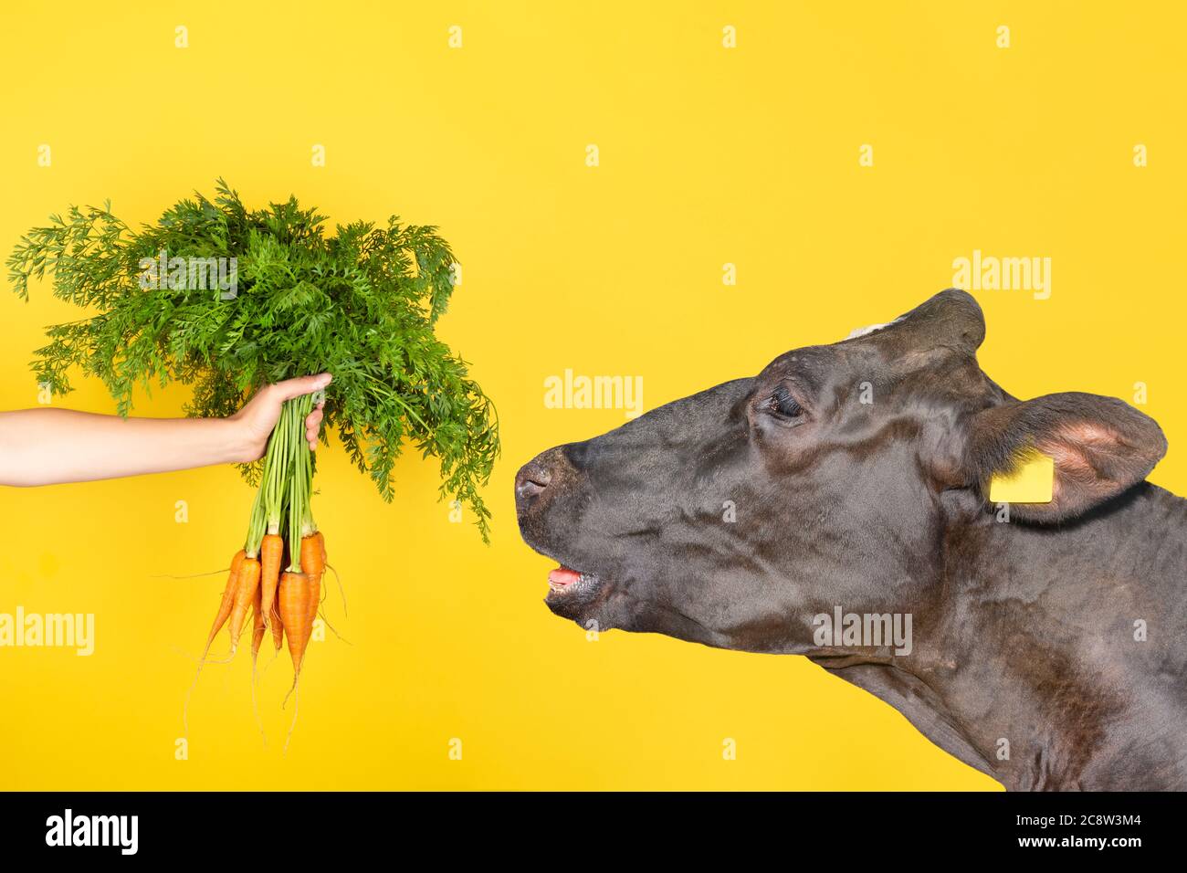 Bunch of fresh carrots in a female hand feed cow isolated on yellow ...