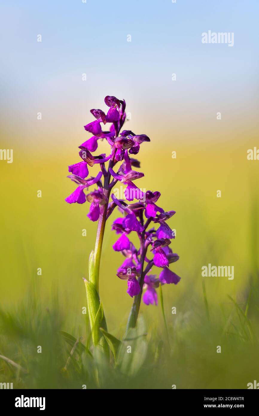Natural hybridization between the Lady orchid (Orchis purpurea) and the ...