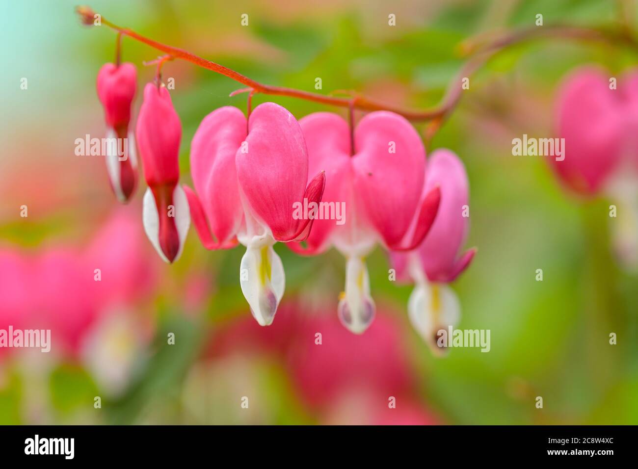 Red bleeding heart flowers bloom in the spring perennial garden Stock ...