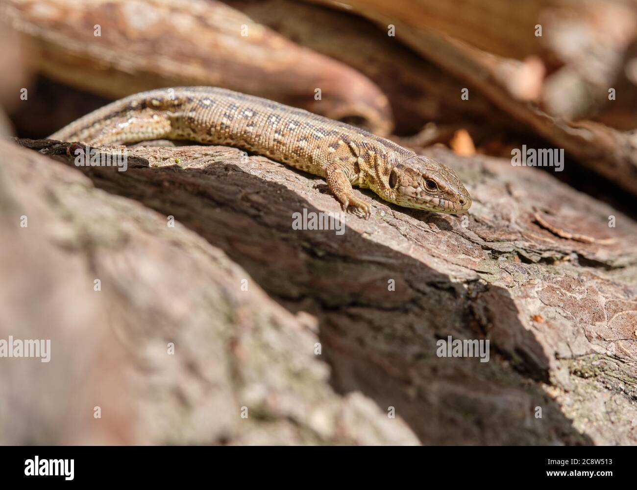 Lizard in the woods hi-res stock photography and images - Alamy