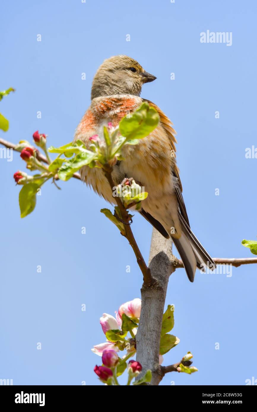 Common linnet eating seeds hi-res stock photography and images - Alamy