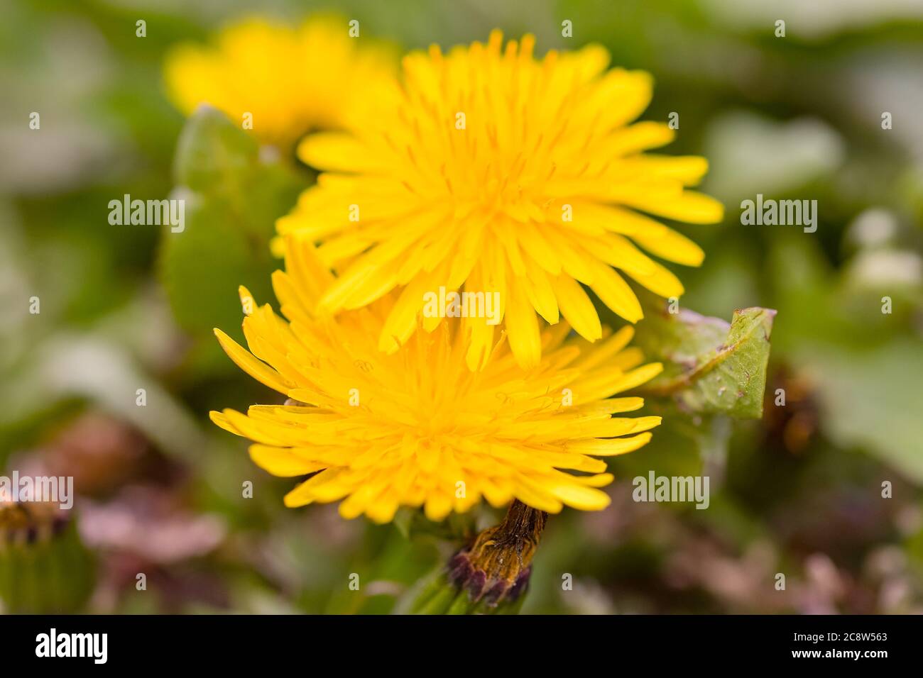 Close-up of two dandelion flowers (scientific name Taraxacum officinale ...