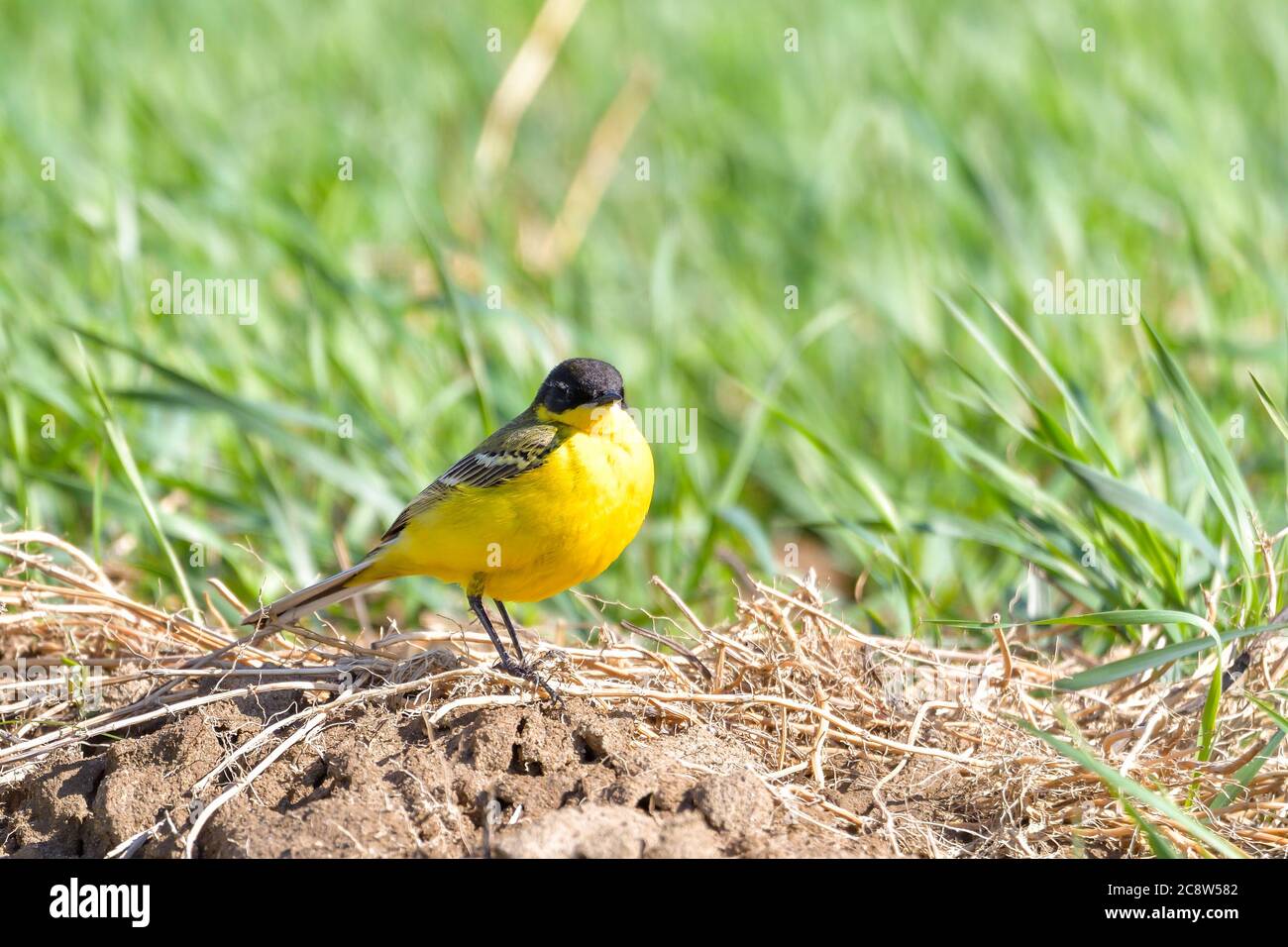 Green headed wagtail hi-res stock photography and images - Alamy