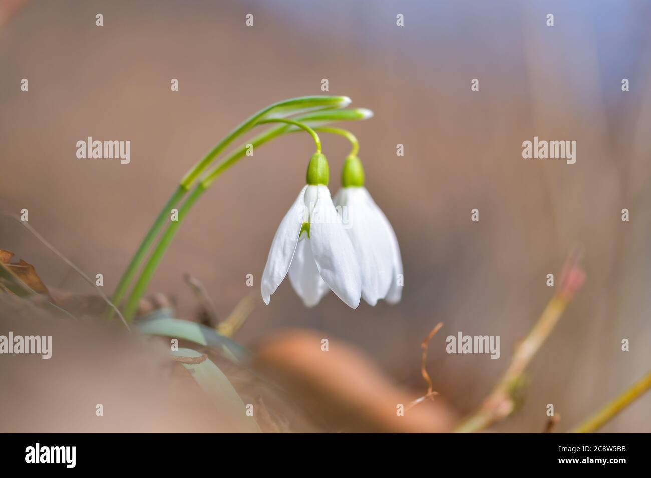 Spring symbols hi-res stock photography and images - Alamy