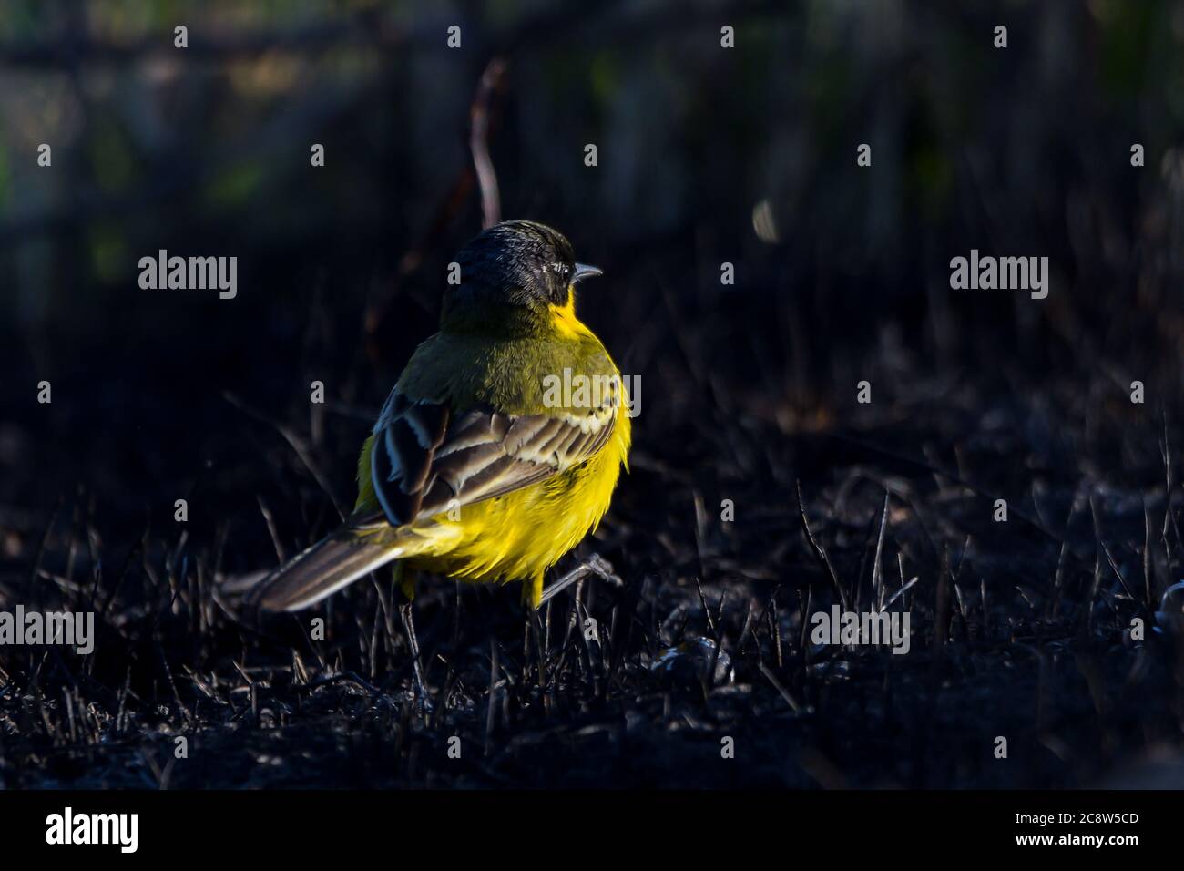 Green headed wagtail hi-res stock photography and images - Alamy