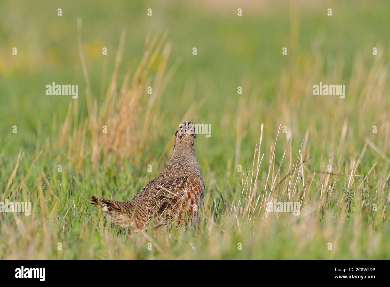Partridges flock perdix perdix hi-res stock photography and images - Alamy