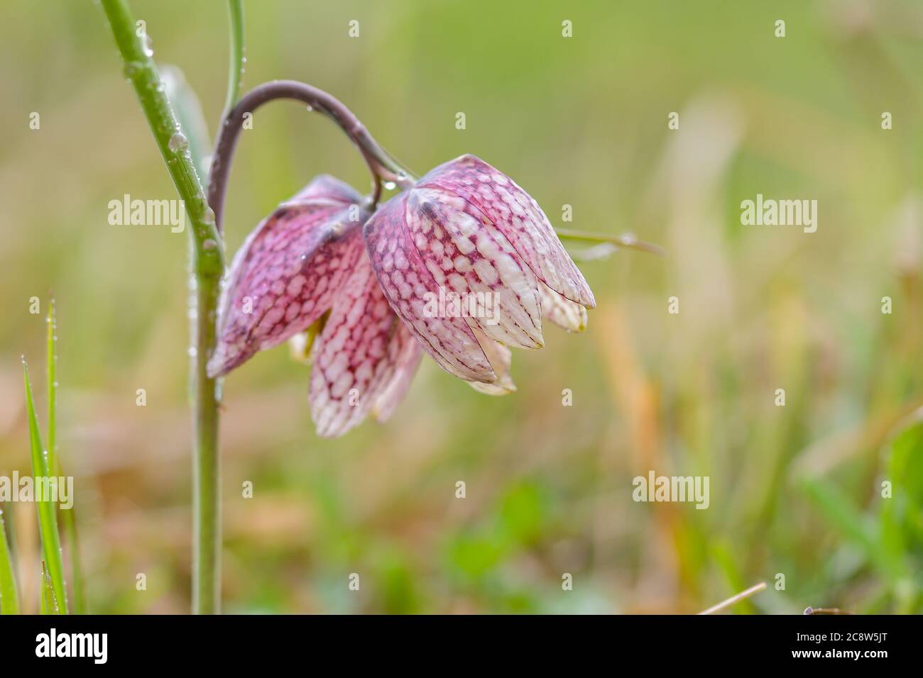 Endangered wild Chess Flower on a Meadow. Lovely Chequered Snakes Head ...