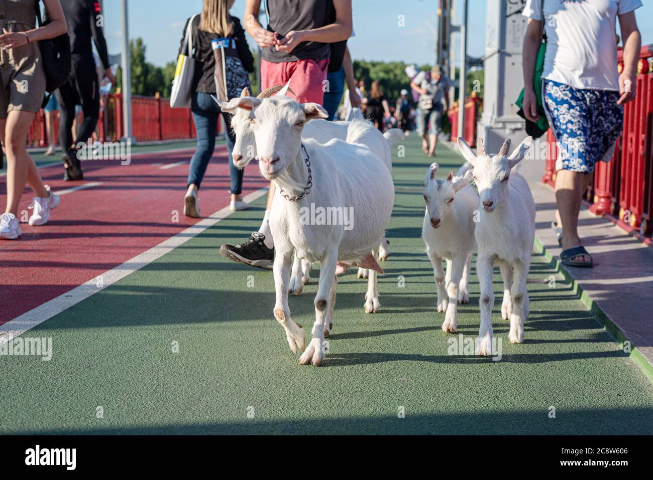 White goats walking on the pedestrian bridge in the city center. Goat ...