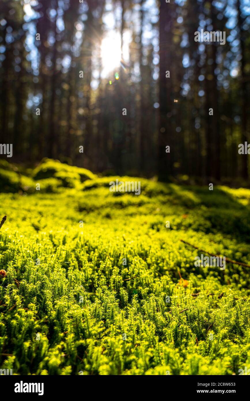 Forest, landscape in Sauerland, mosses and ferns, Rothaargebirge ...