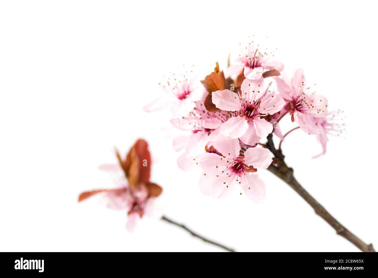 Cherry blossom branch isolated hi-res stock photography and images - Alamy