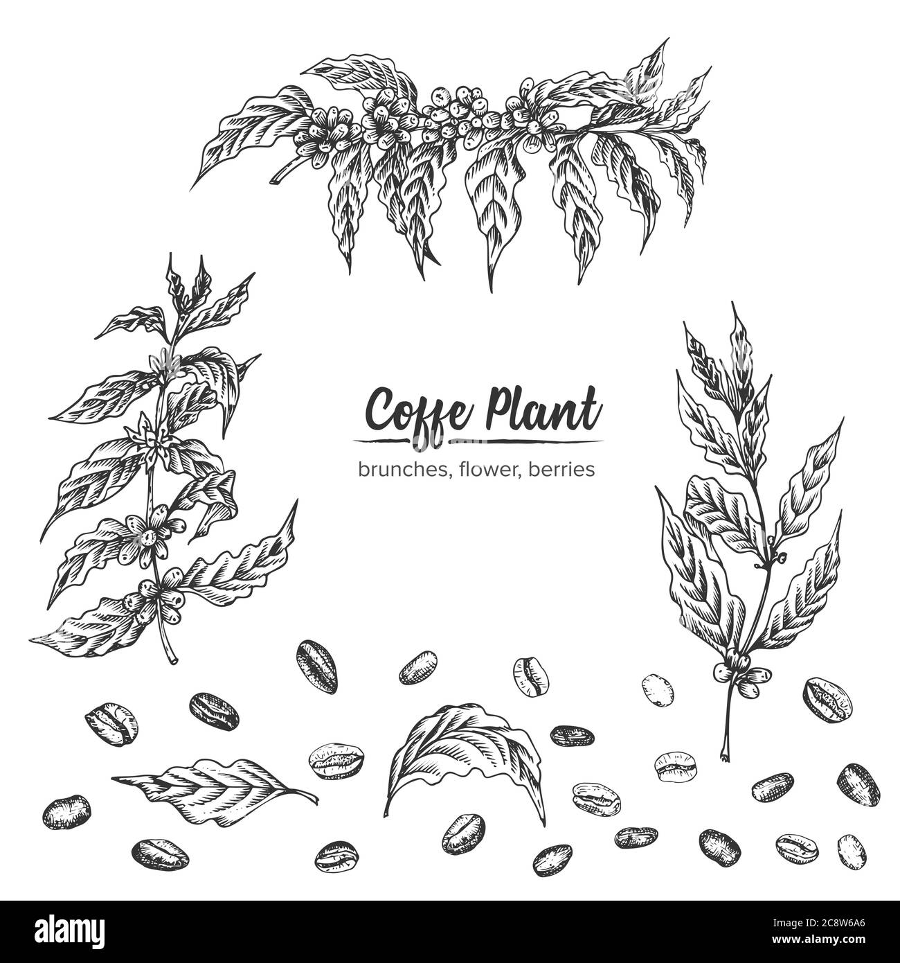 Leaf coffee plant isolated Black and White Stock Photos & Images - Alamy