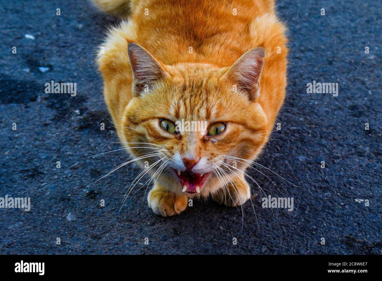 Angry tabby cat meowing hi-res stock photography and images - Alamy