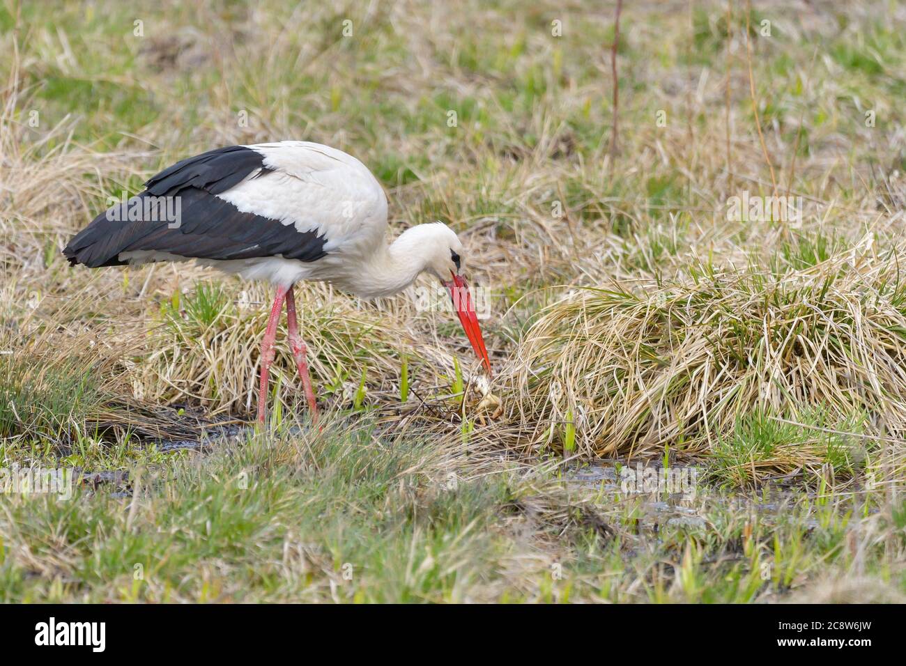 White stork, Ciconia ciconia. In the early morning, a bird walks ...