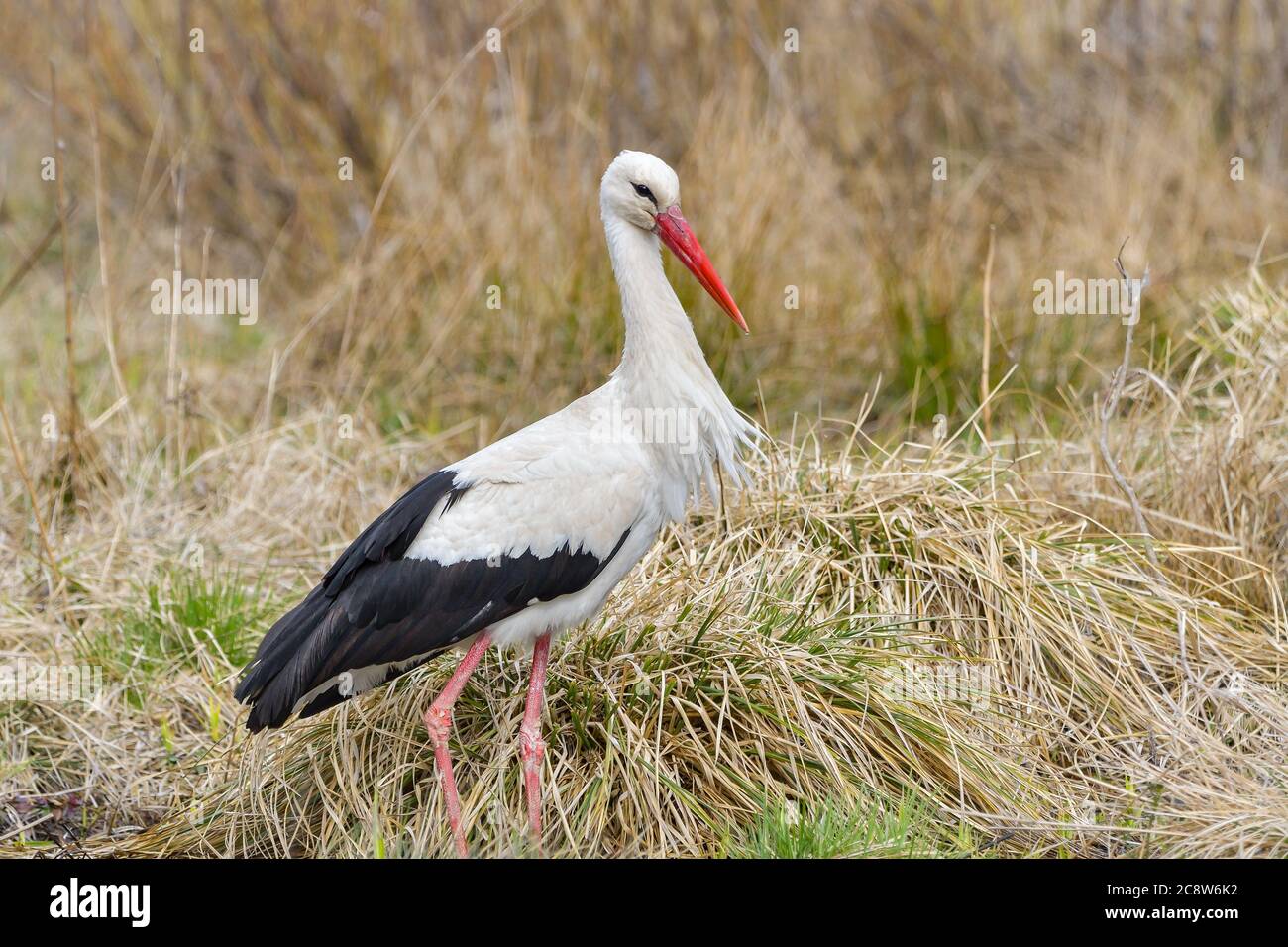 White stork, Ciconia ciconia. In the early morning, a bird walks ...
