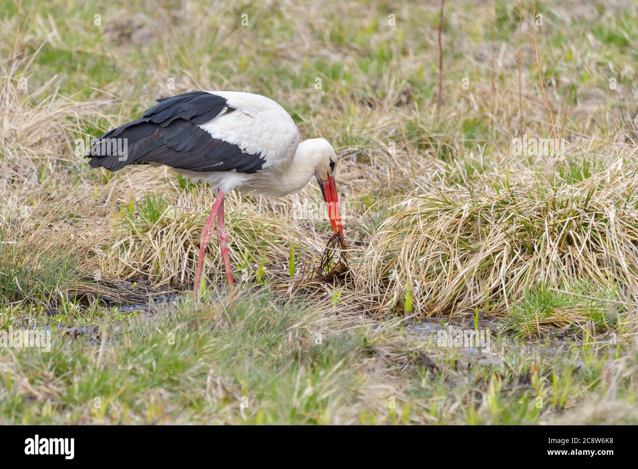 White stork, Ciconia ciconia. In the early morning, a bird walks ...