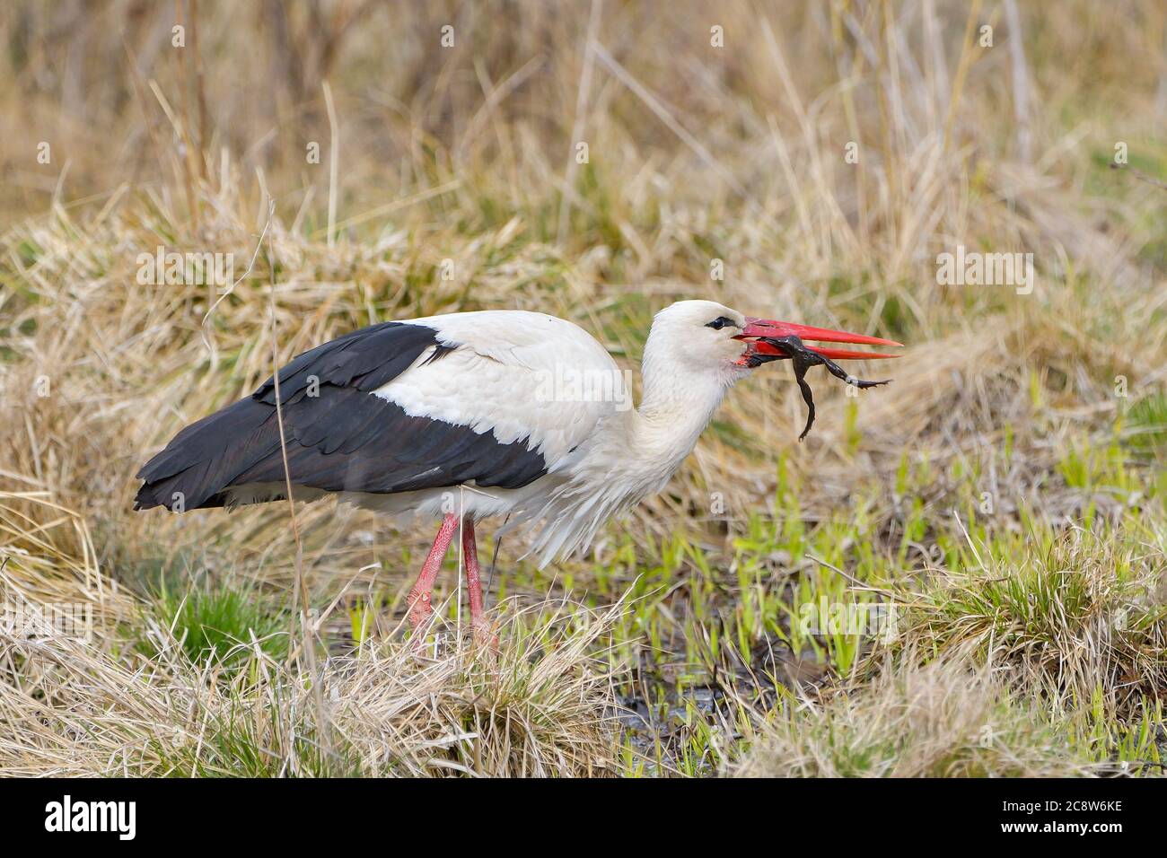White stork, Ciconia ciconia. In the early morning, a bird walks ...
