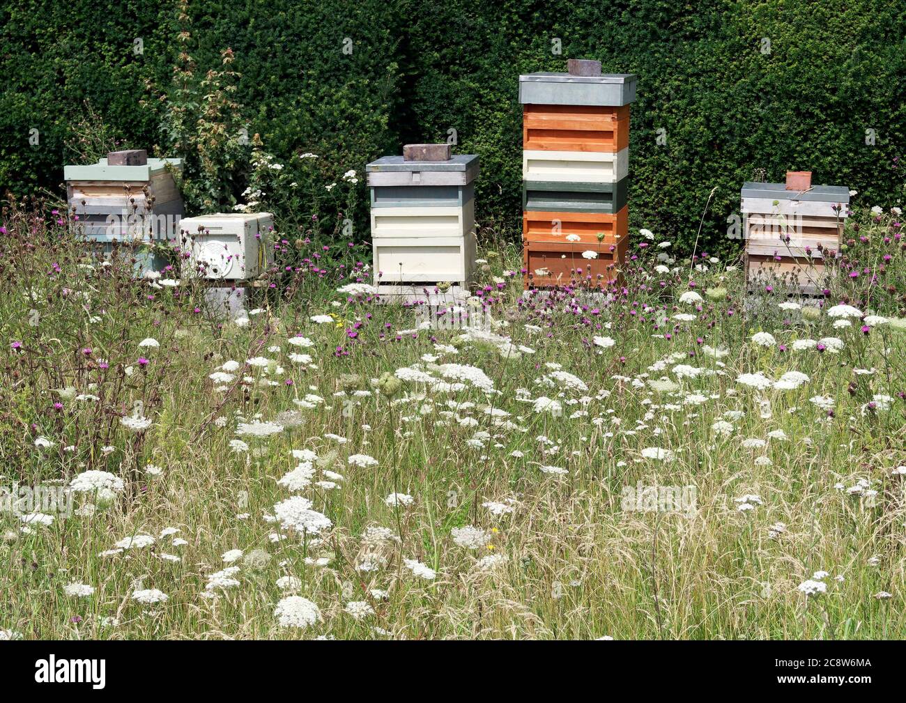 Modern painted wooden beehives in a wild flower meadow area. Honey bees ...