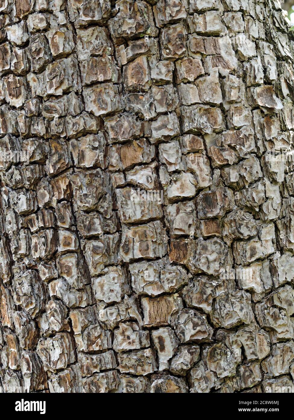 Close up of the blocky bark of a variety of pear tree which resembles ...
