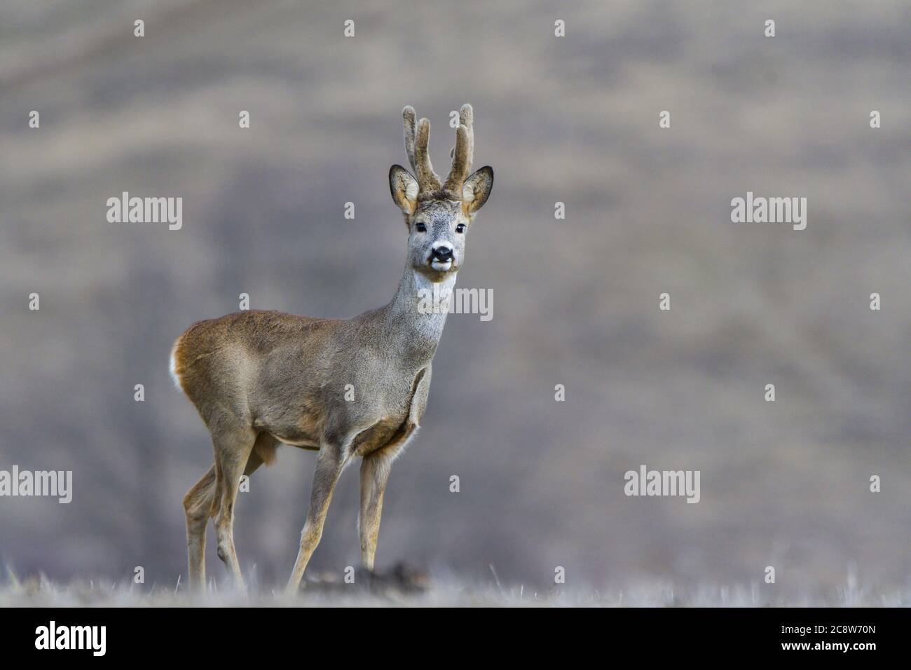 Rutting season of roe deer hi-res stock photography and images - Alamy