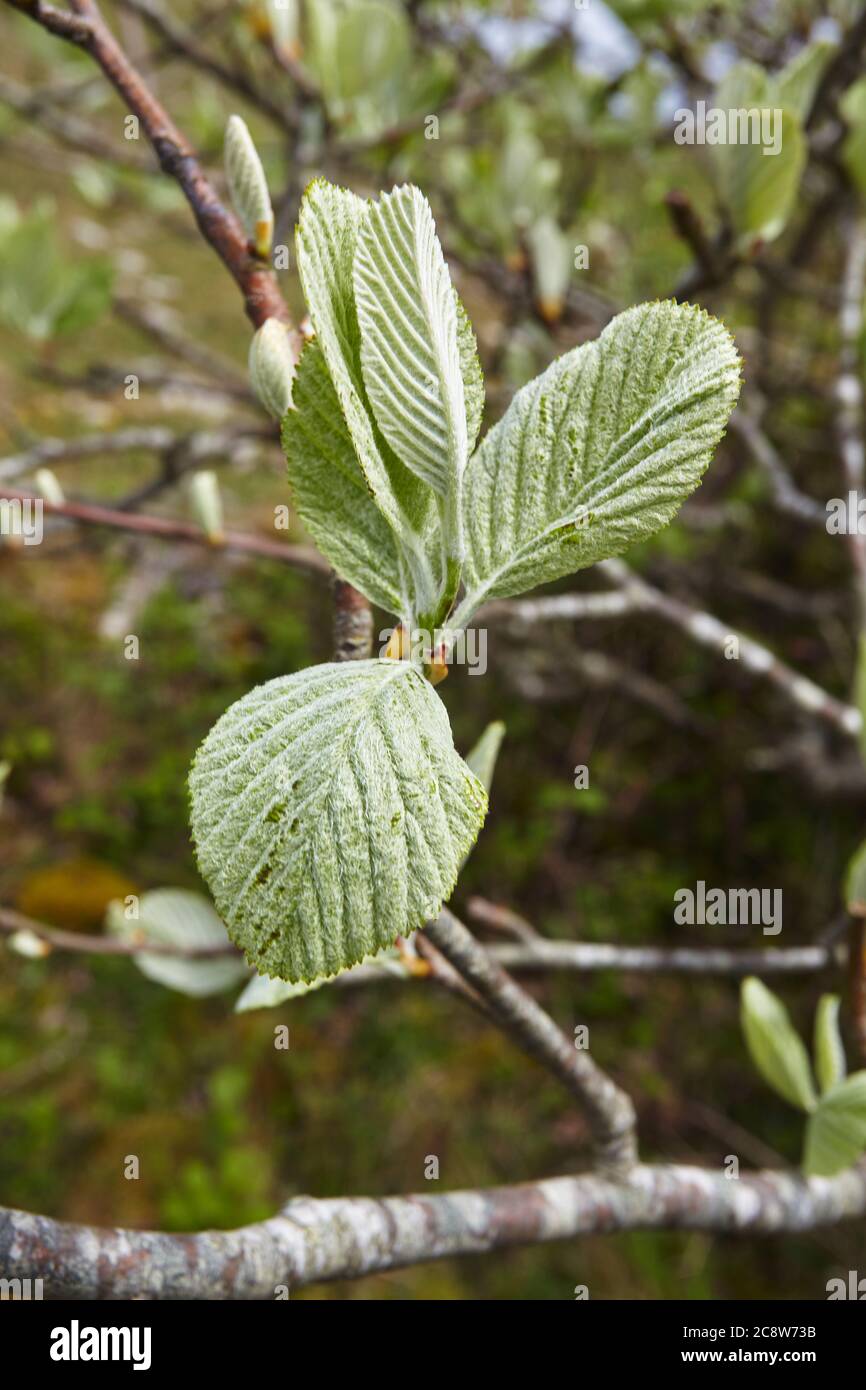 Whitebeam tree hi-res stock photography and images - Alamy