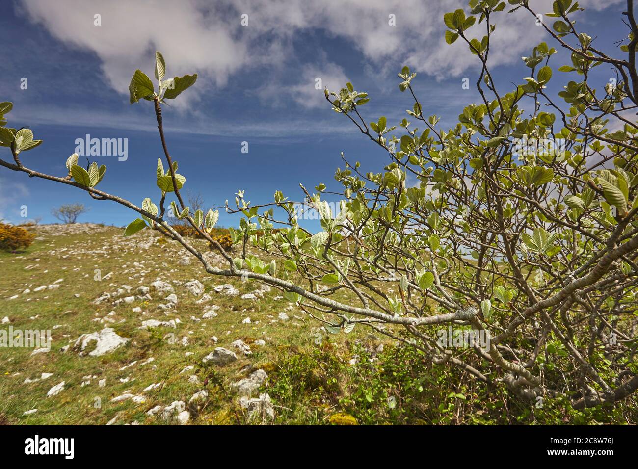 Whitebeam tree hi-res stock photography and images - Alamy