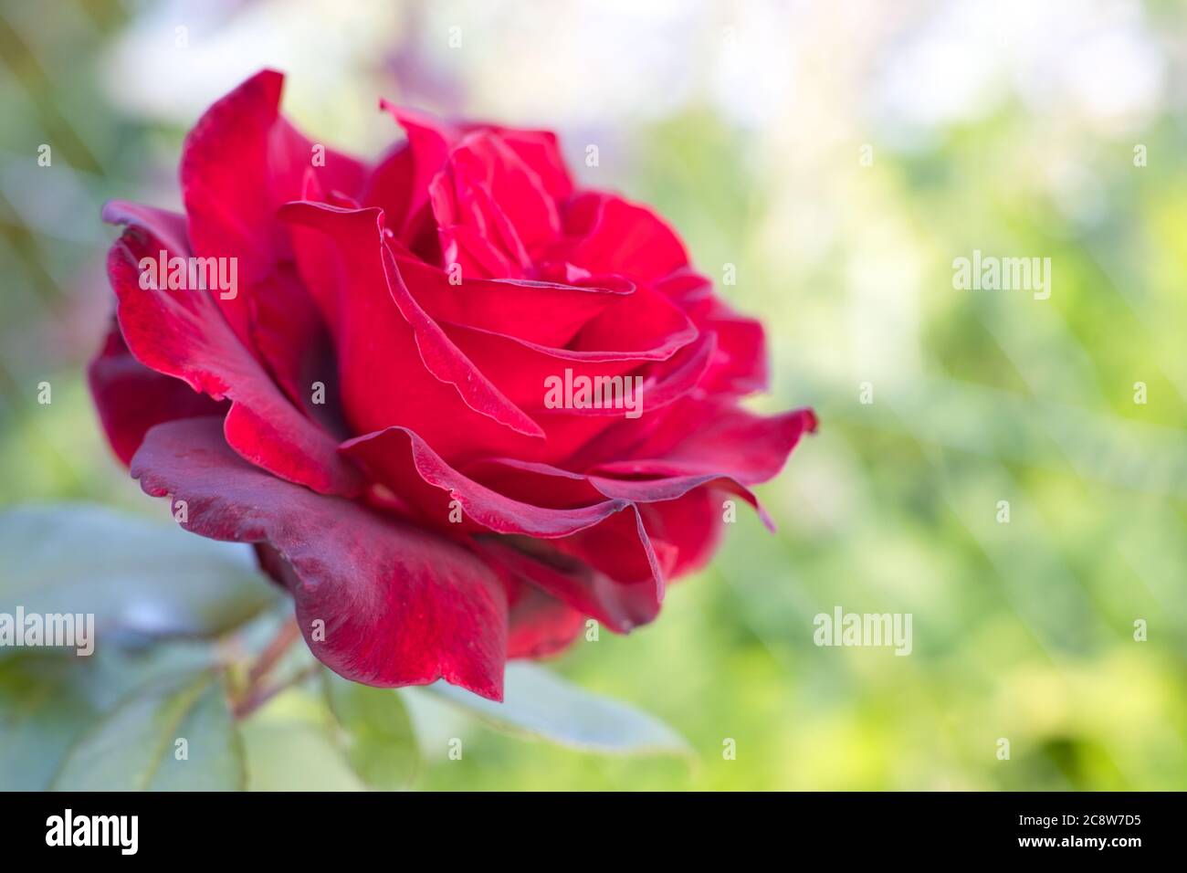 Barcarolle High Resolution Stock Photography and Images - Alamy