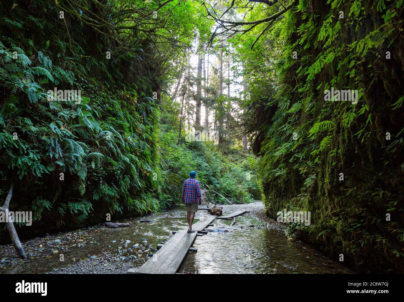 fern canyon in Redwoods National Park, USA, California Stock Photo - Alamy