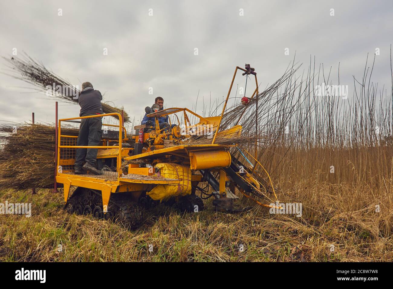 Willow stems being harvested in mid-winter, Westonzoyland, near ...