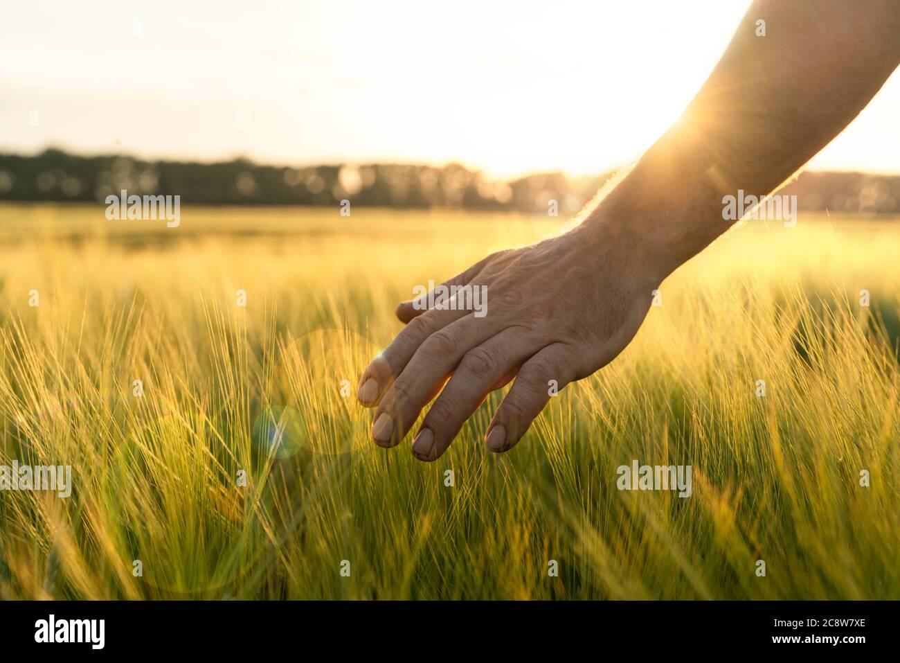 Barley sprouts in a farmer's hand.Farmer Walking Through Field Checking ...