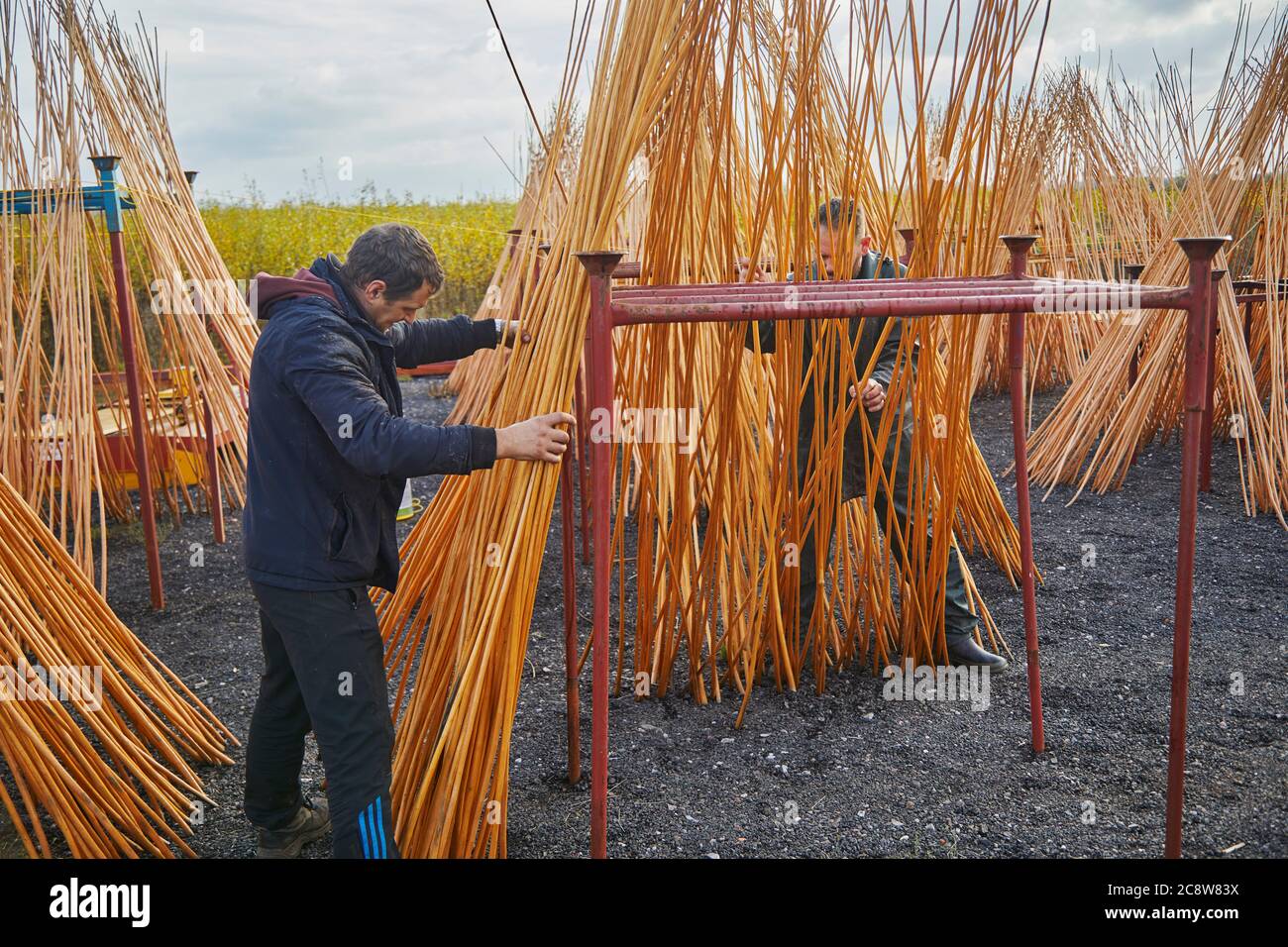 Newly harvested willow stems, just stripped of their bark, being ...