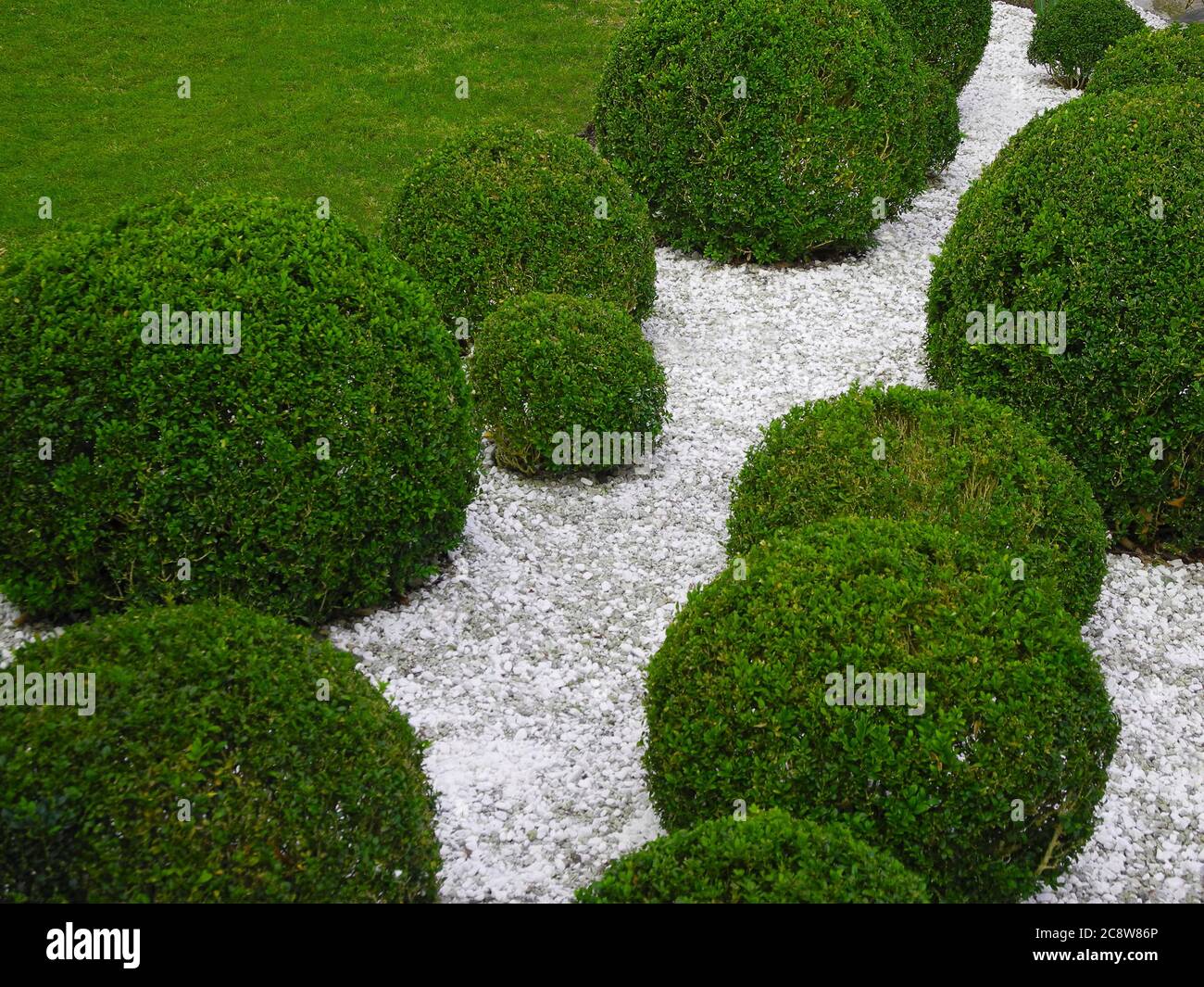 Box Ball Plant High Resolution Stock Photography and Images - Alamy
