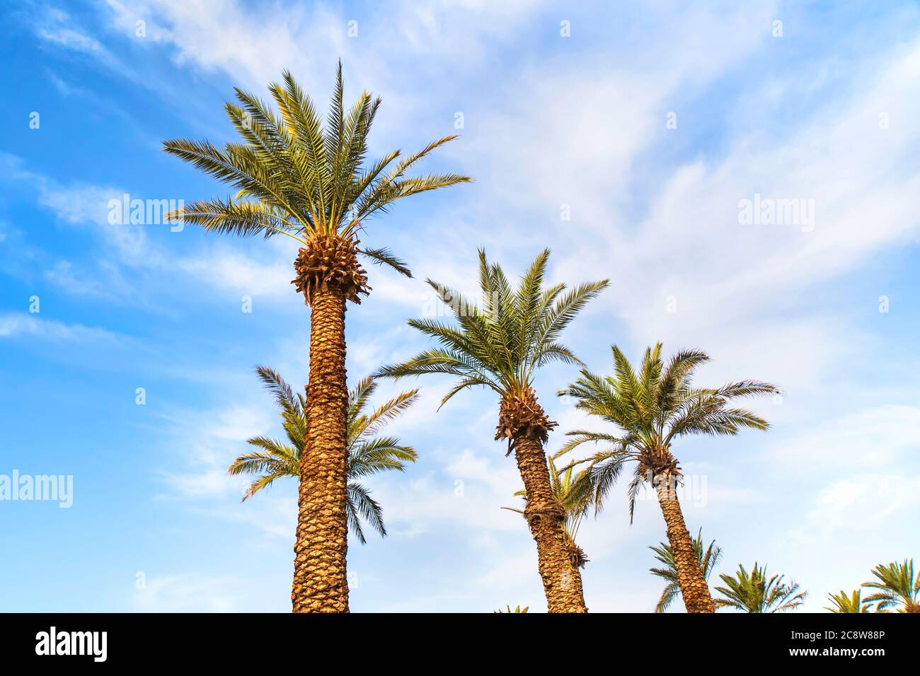 Date palm tree hi-res stock photography and images - Alamy