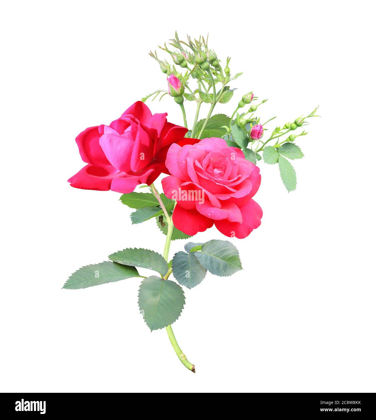 Branch of rose with red flowers. Isolated on white background Stock ...