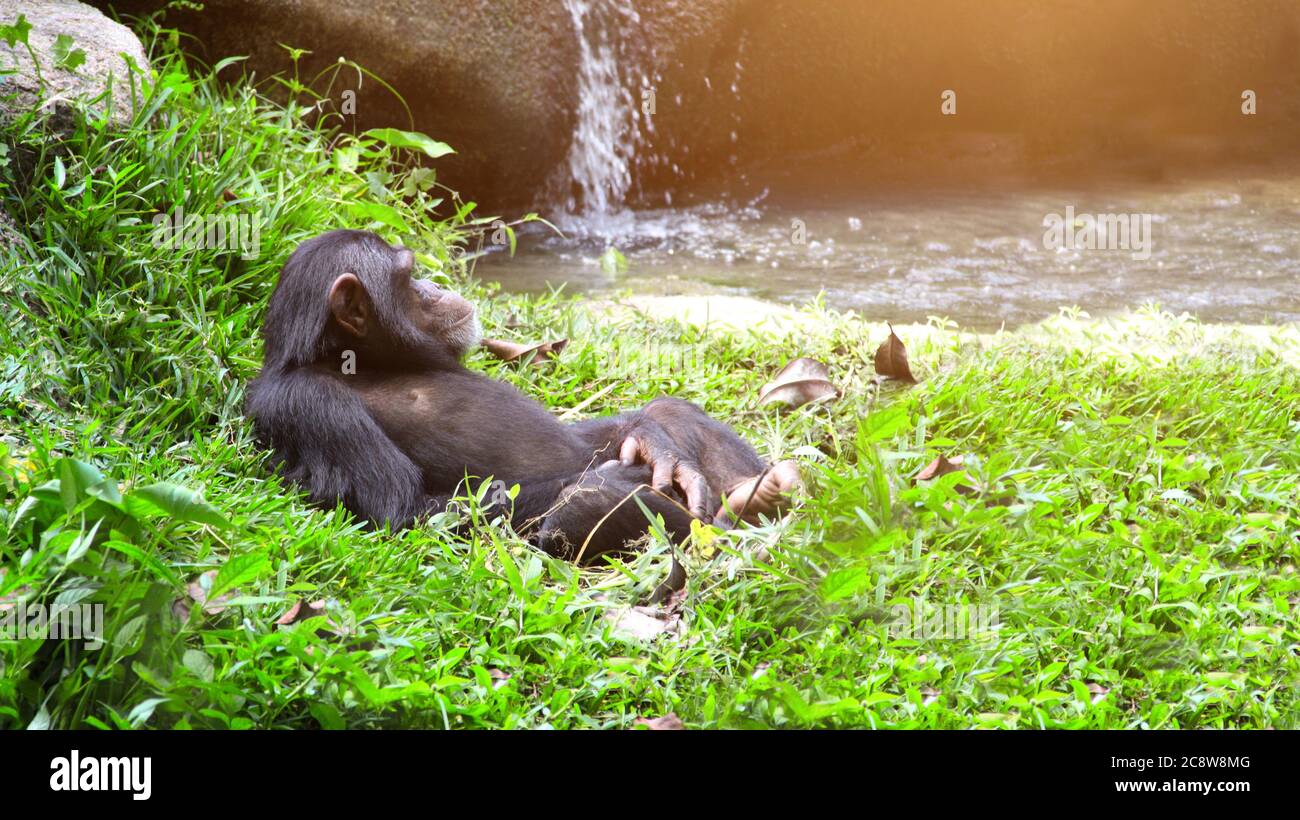 Chimp rest hi-res stock photography and images - Alamy