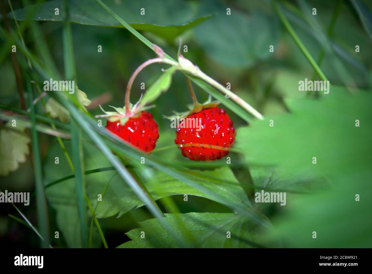 The wild strawberry bush in a forest. Red strawberries berry in wild ...