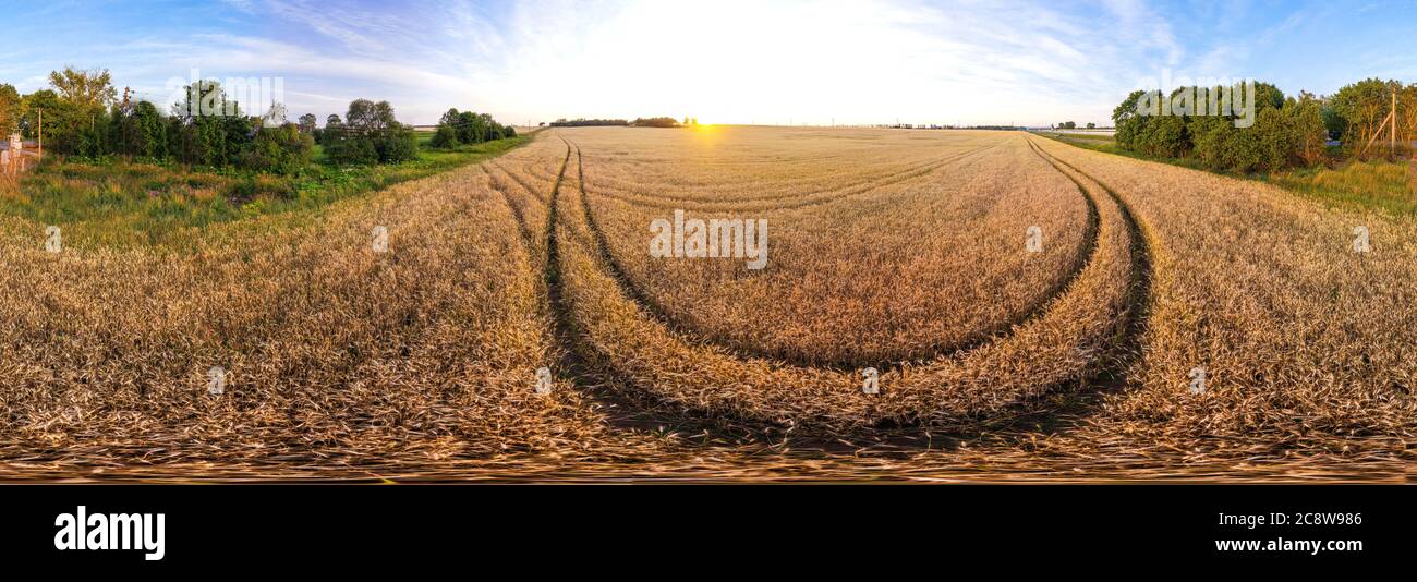 360 degree panoramic aerial view WITHOUT SKY on a wheat field at sunset ...