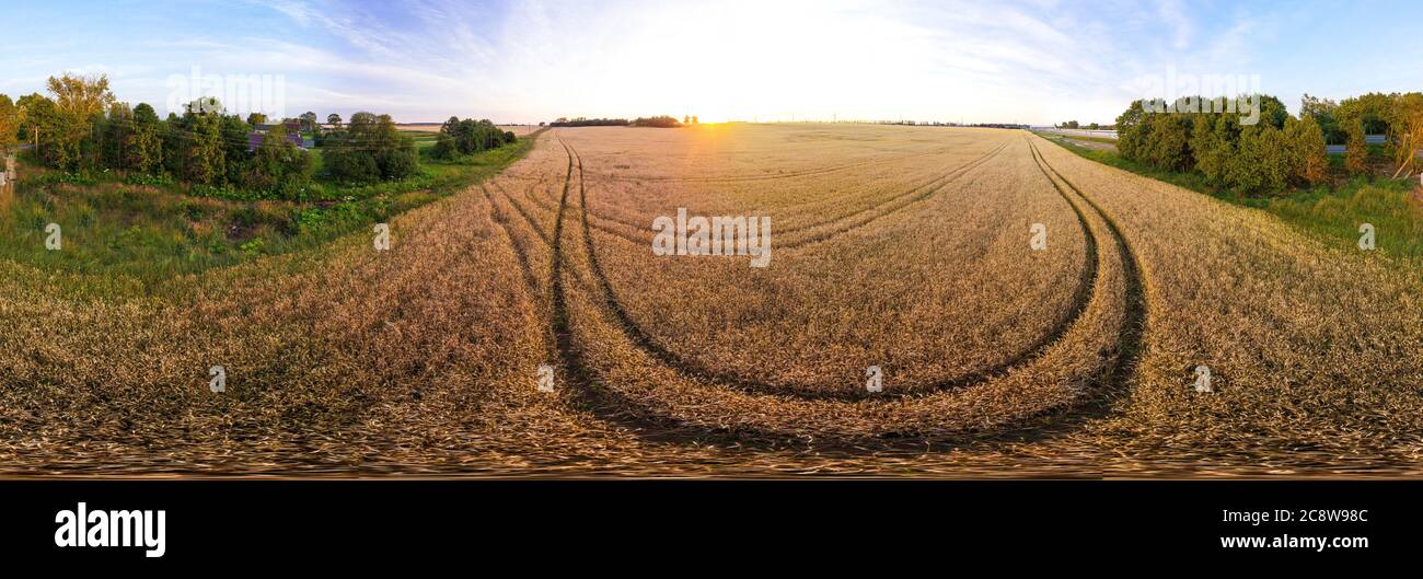 360 degree panoramic aerial view WITHOUT SKY on a wheat field at sunset ...