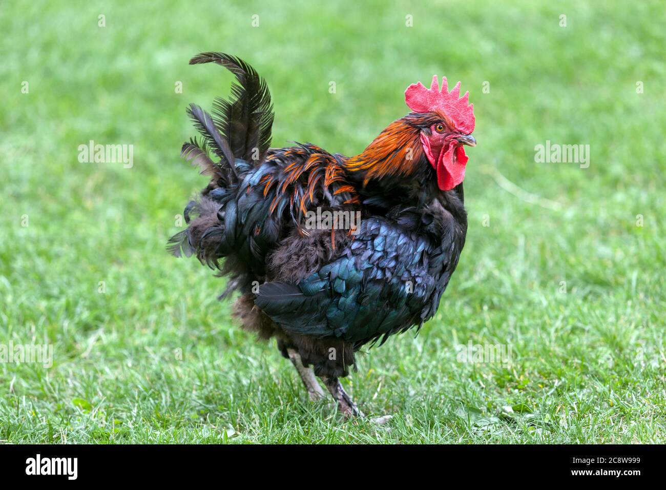Tiny black rooster, dwarf hen Stock Photo - Alamy