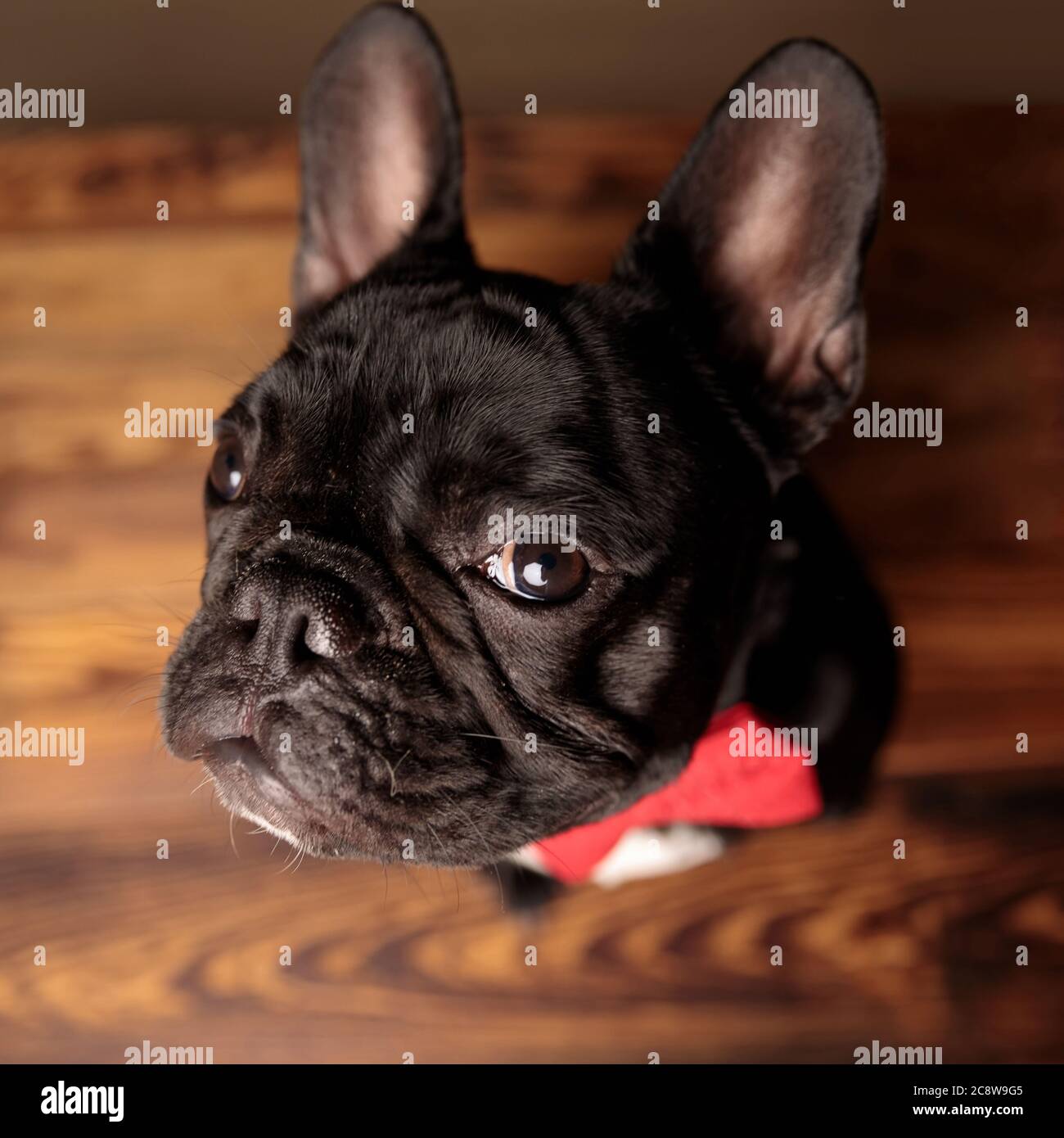 adorable frenchie dog wearing red bowtie and looking up, sitting on ...