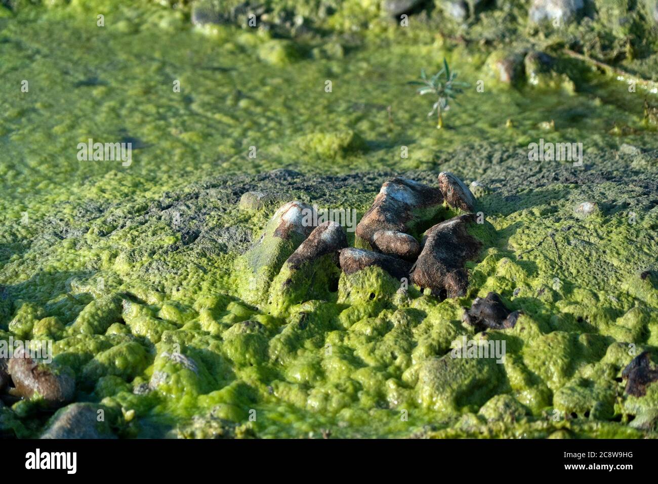 polluted river creek green and yellow water Stock Photo - Alamy