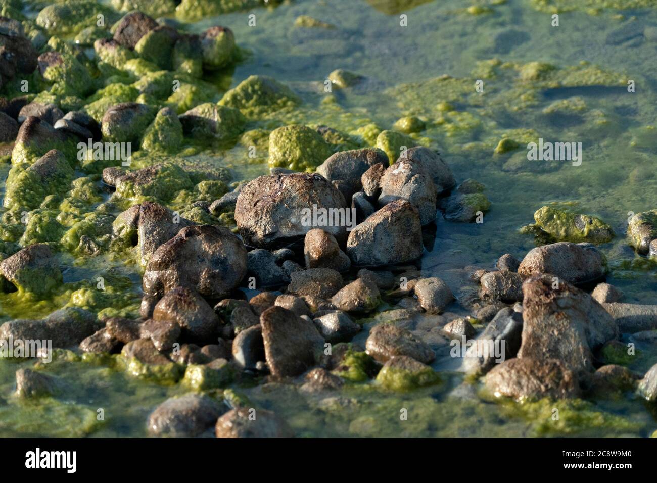 polluted river creek green and yellow water Stock Photo - Alamy